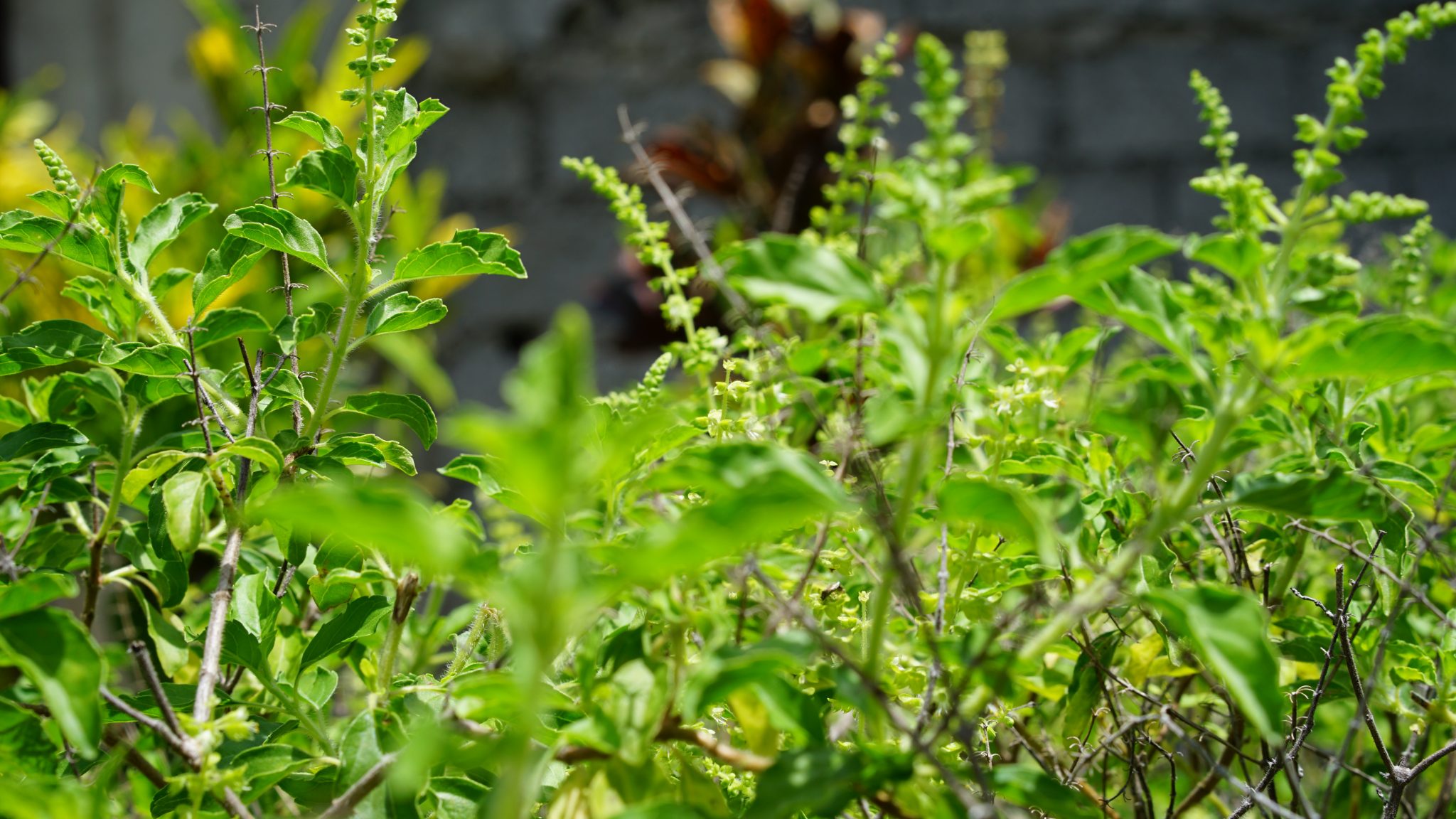 Health Benefits of Tulsi Green: with Tulsi & Green Tea Leaves | Ono Teas